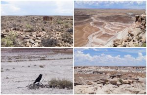 Coconut Margarita and Petrified Forest National Park - Tara's ...