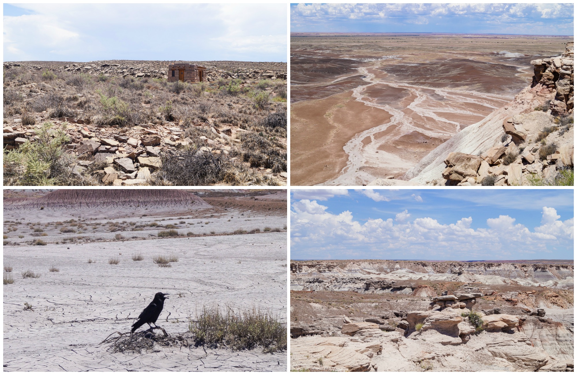 Coconut Margarita and Petrified Forest National Park - Tara's ...