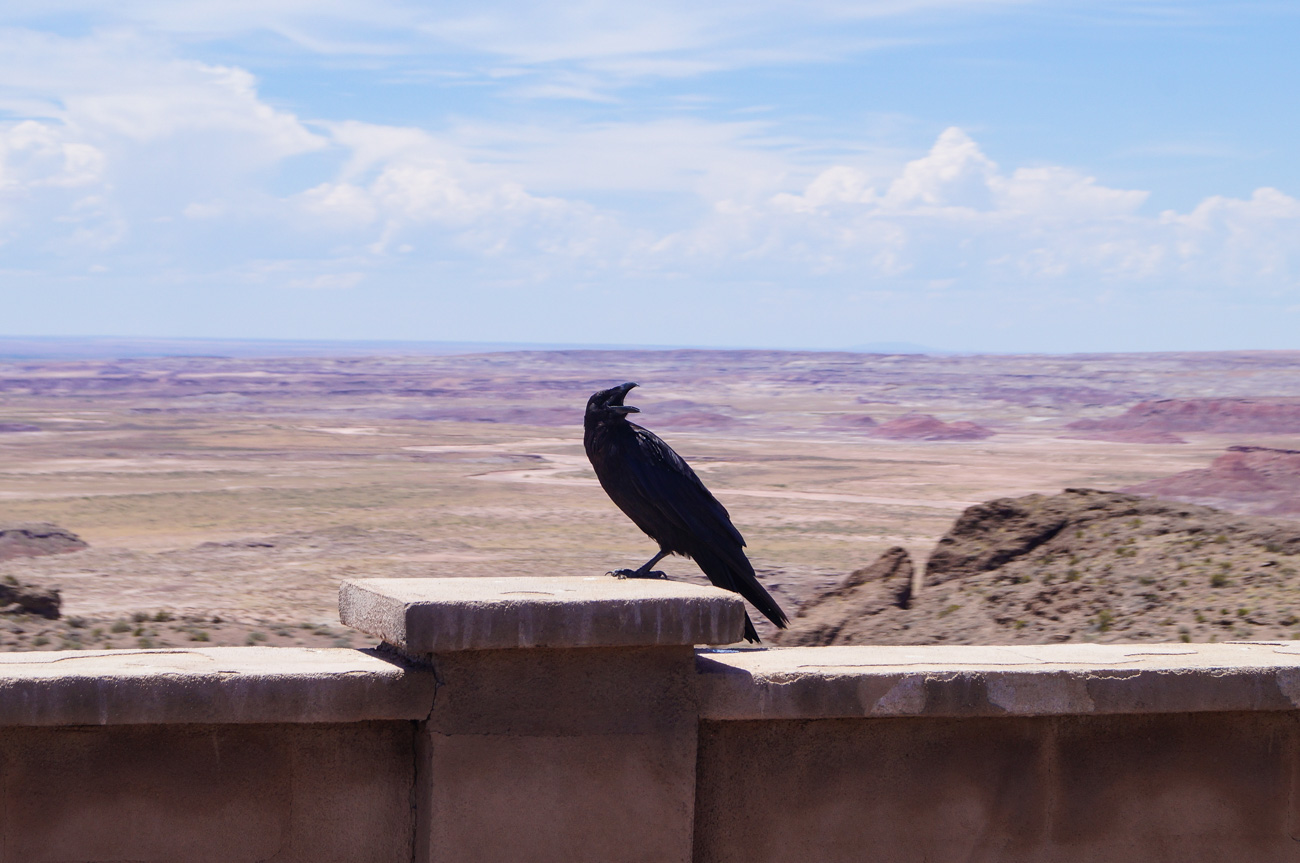 Coconut Margarita and Petrified Forest National Park - Tara's ...