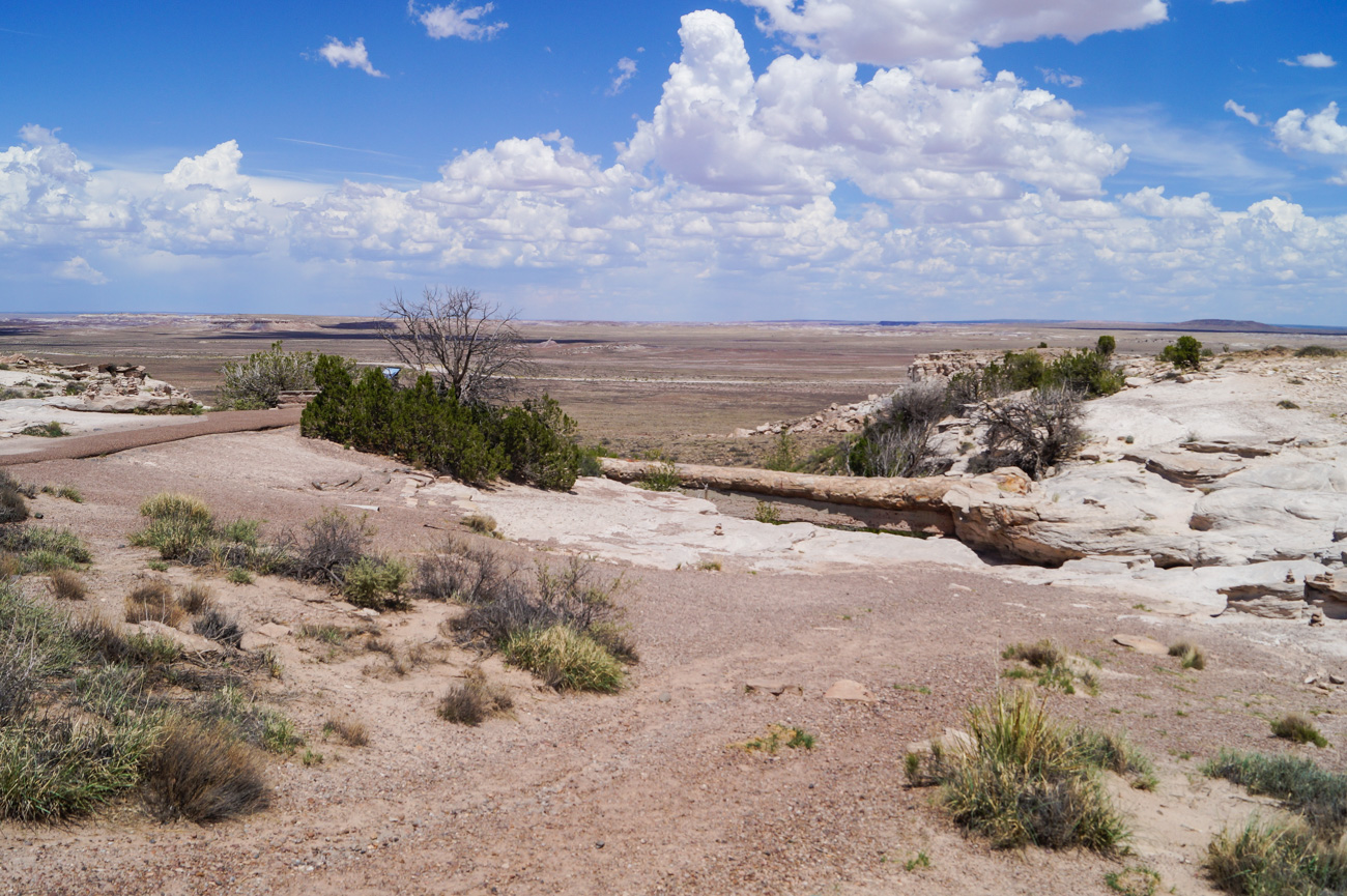 Coconut Margarita and Petrified Forest National Park - Tara's ...