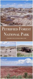 Coconut Margarita and Petrified Forest National Park - Tara's ...